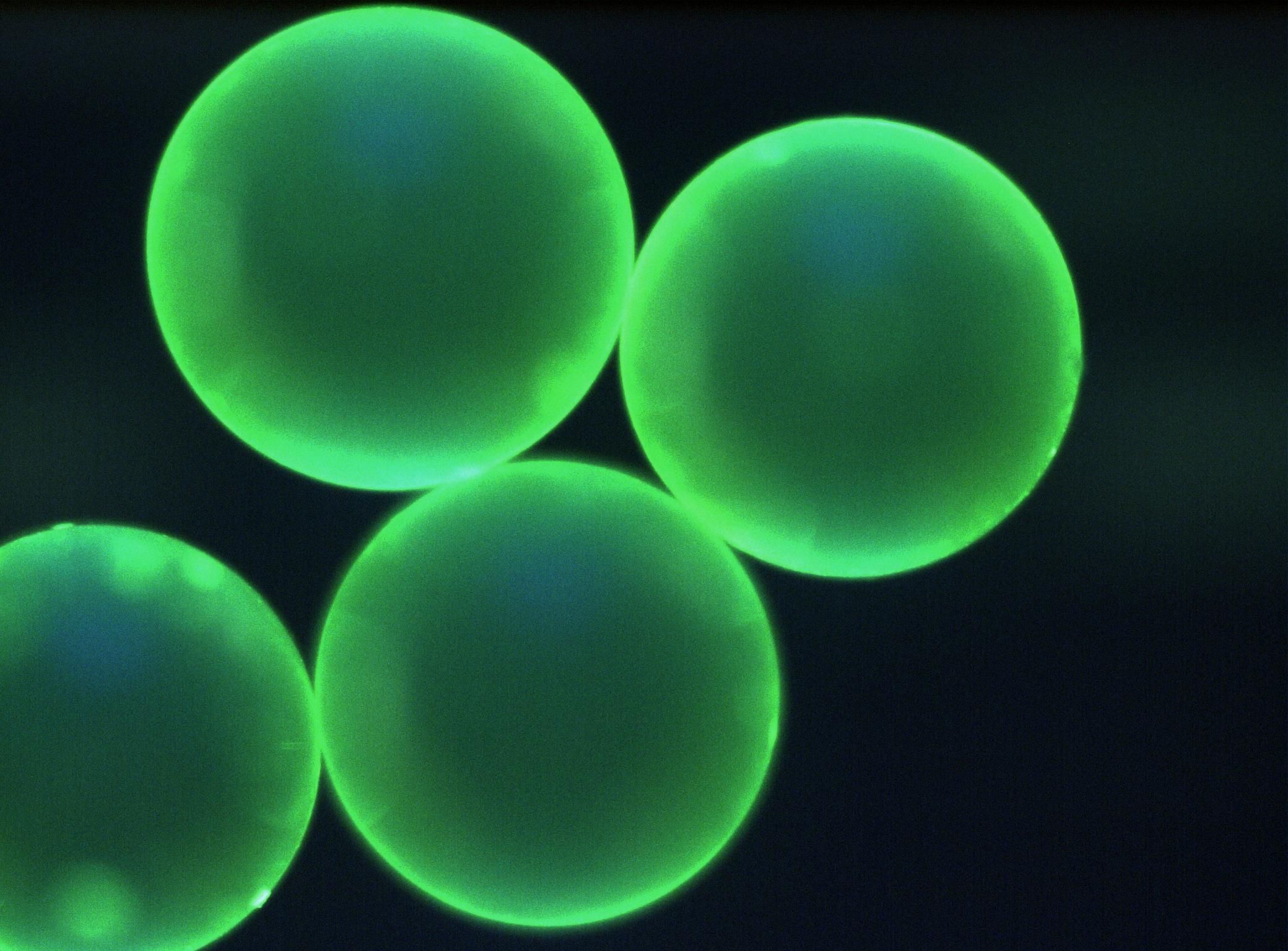 Fluorescent Polymer Microspheres | Applied Microspheres GmbH